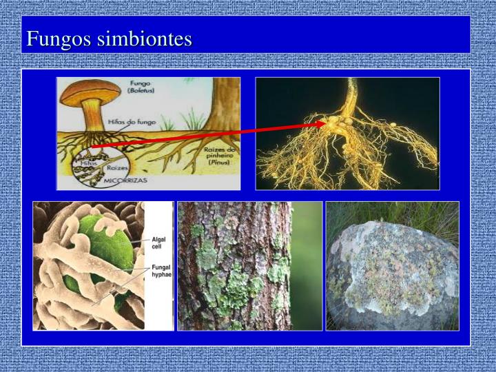 PPT - Fungos Noções gerais PowerPoint Presentation - ID:3550536