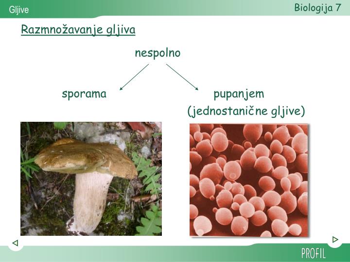 PPT - GLJIVE PowerPoint Presentation - ID:3550599