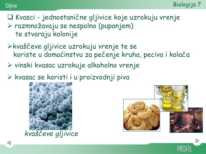 PPT - GLJIVE PowerPoint Presentation - ID:3550599