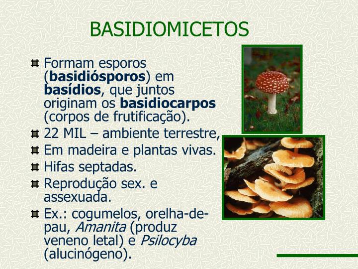 PPT - Reino Fungi PowerPoint Presentation - ID:3550784