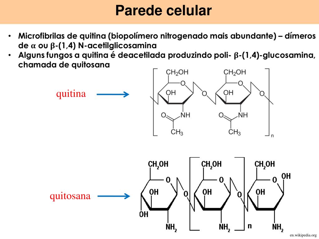PPT - FUNGOS: biologia, diversidade, importância e classificação ...
