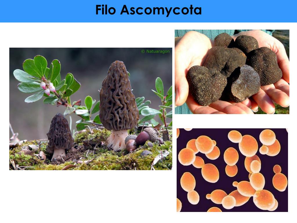 PPT - FUNGOS: biologia, diversidade, importância e classificação ...