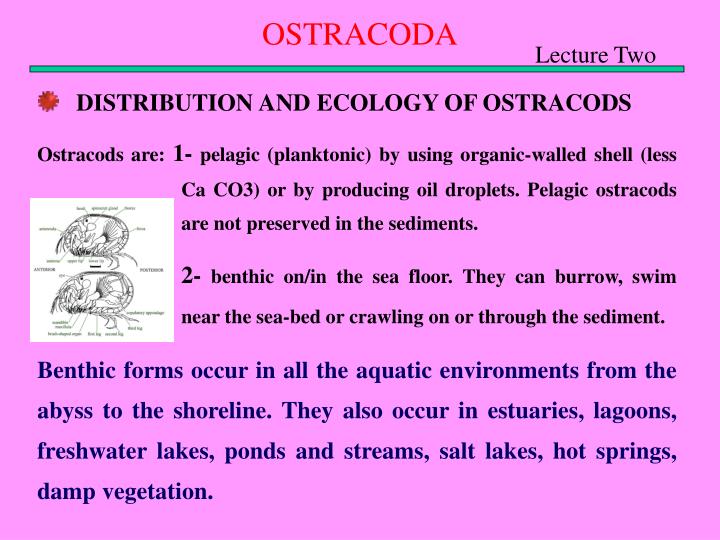 PPT - OSTRACODA PowerPoint Presentation, free download - ID:3550902