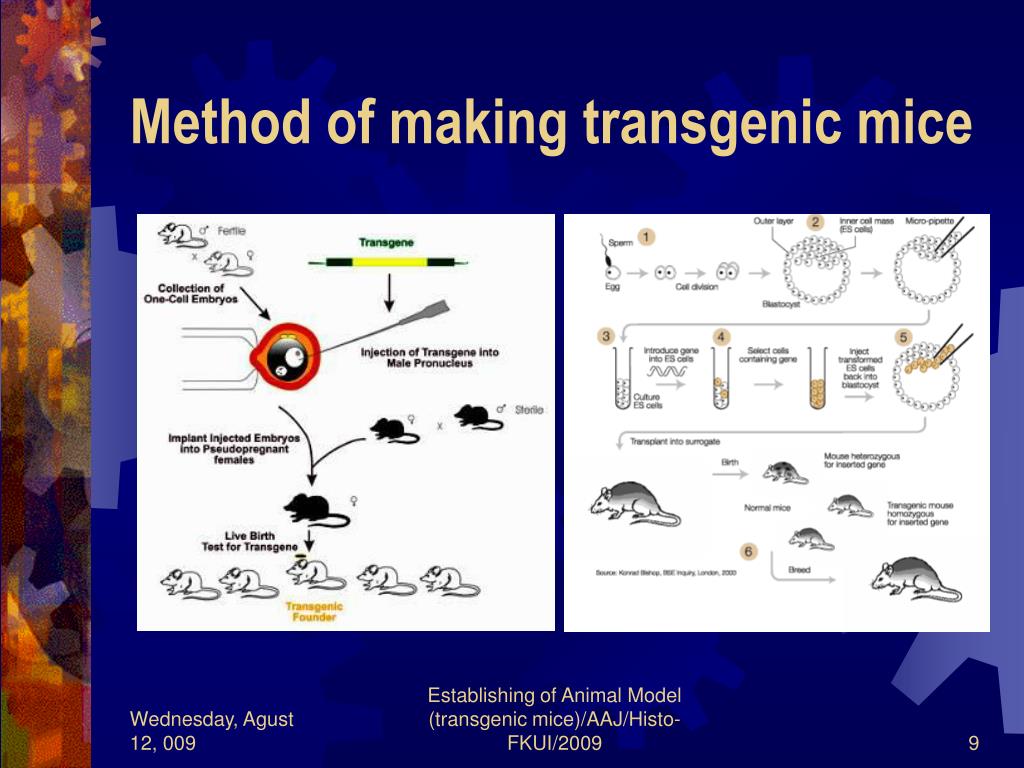 PPT - ESTABLISHING OF ANIMAL MODEL (TRANSGENIC MICE) TO SUPPORT THE ...