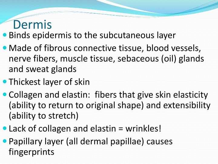 PPT - Chapter 4: Skin and Body Membranes PowerPoint Presentation - ID ...