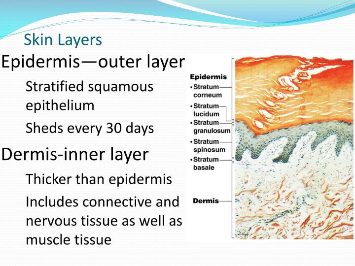 PPT - Chapter 4: Skin and Body Membranes PowerPoint Presentation - ID ...