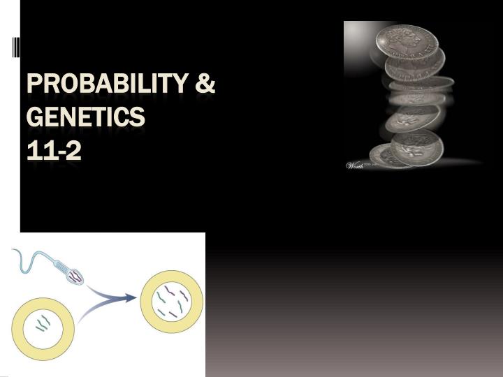 PPT - Probability & Genetics 11-2 PowerPoint Presentation, free ...