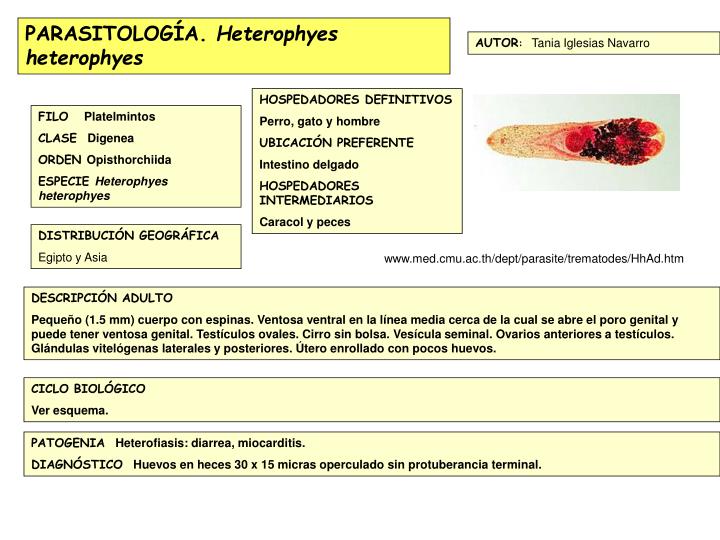 PPT - PARASITOLOGÍA. Heterophyes heterophyes PowerPoint Presentation ...