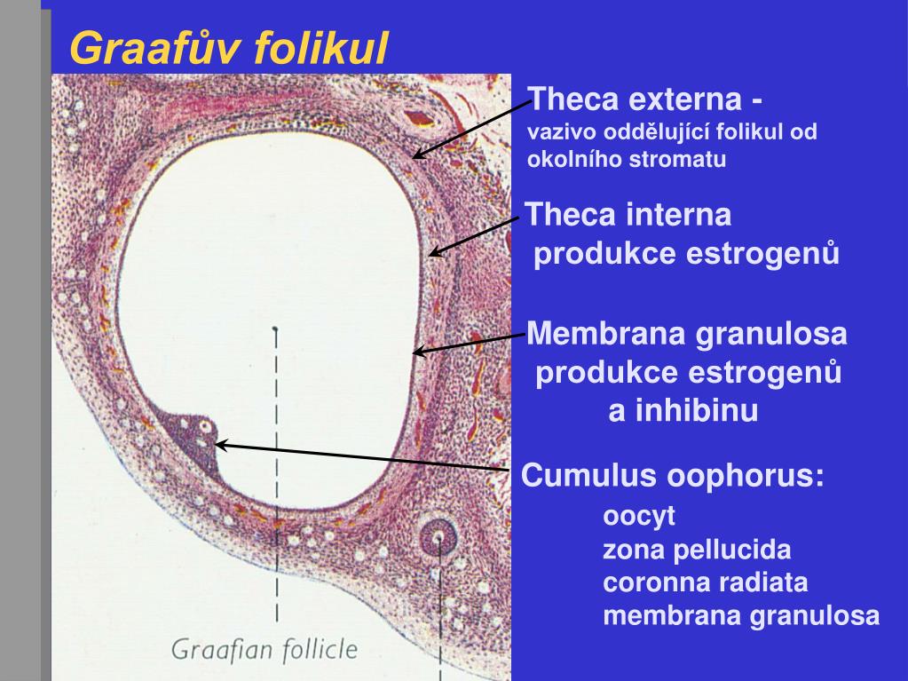 PPT - Mikroskopická anatomie ovaria, vejcovodu a dělohy Ovariální a ...