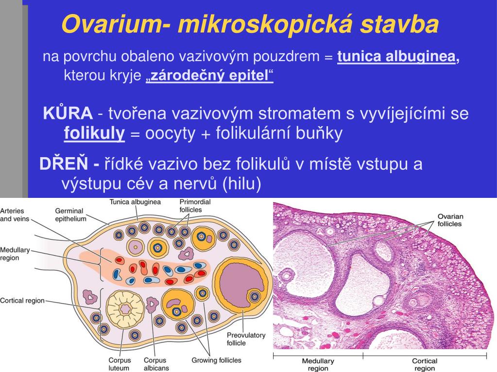 PPT - Mikroskopická anatomie ovaria, vejcovodu a dělohy Ovariální a ...