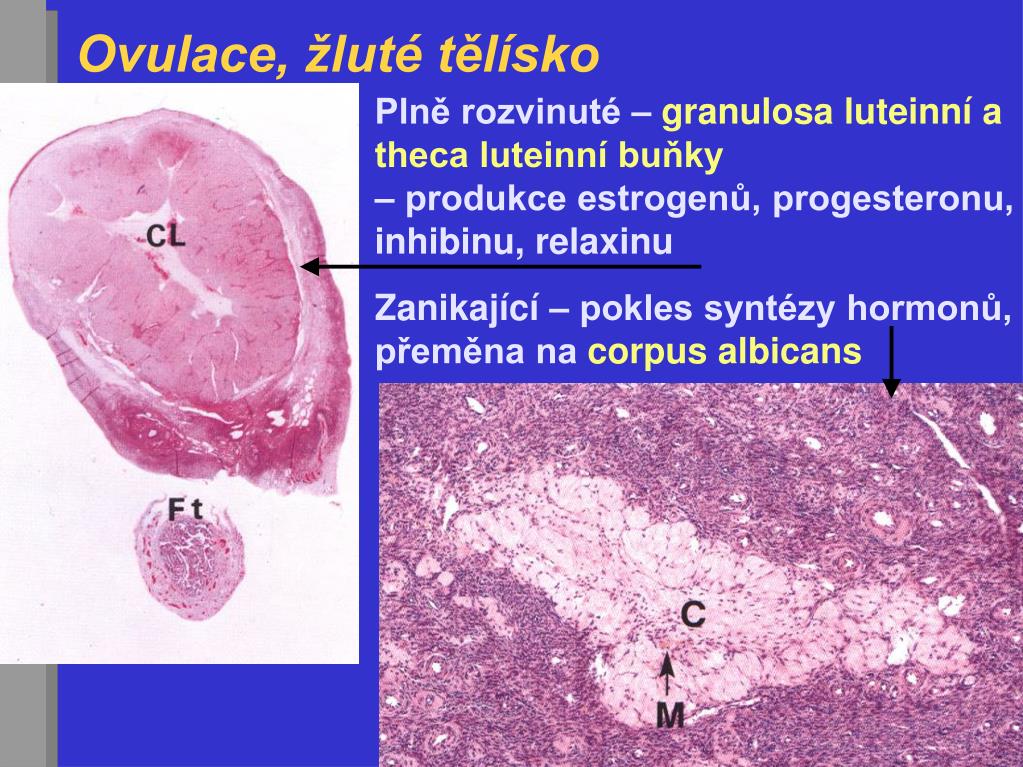 PPT - Mikroskopická anatomie ovaria, vejcovodu a dělohy Ovariální a ...