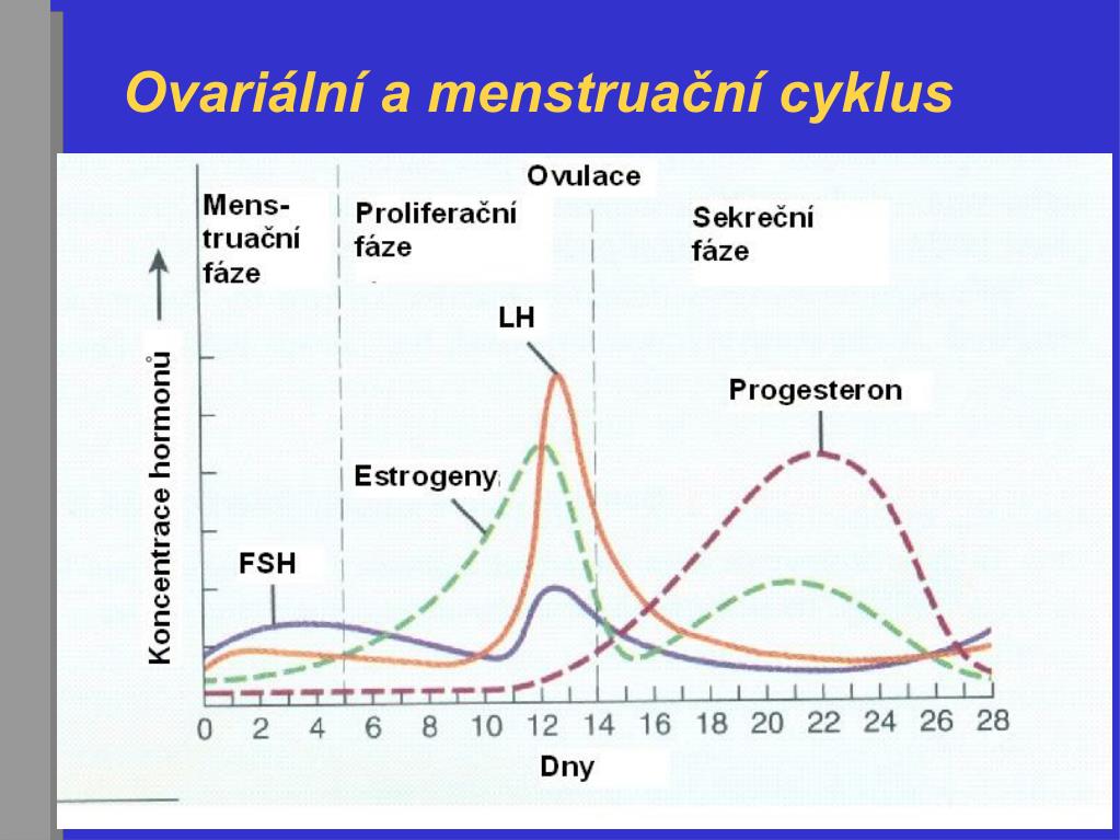 PPT - Mikroskopická anatomie ovaria, vejcovodu a dělohy Ovariální a ...
