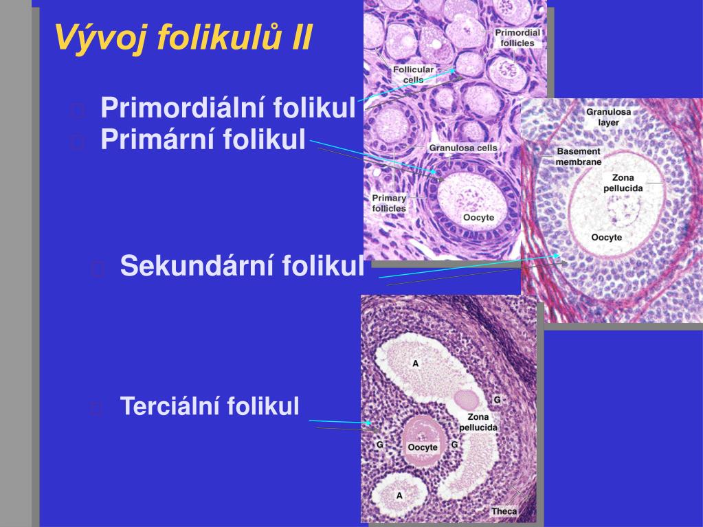 PPT - Mikroskopická anatomie ovaria, vejcovodu a dělohy Ovariální a ...