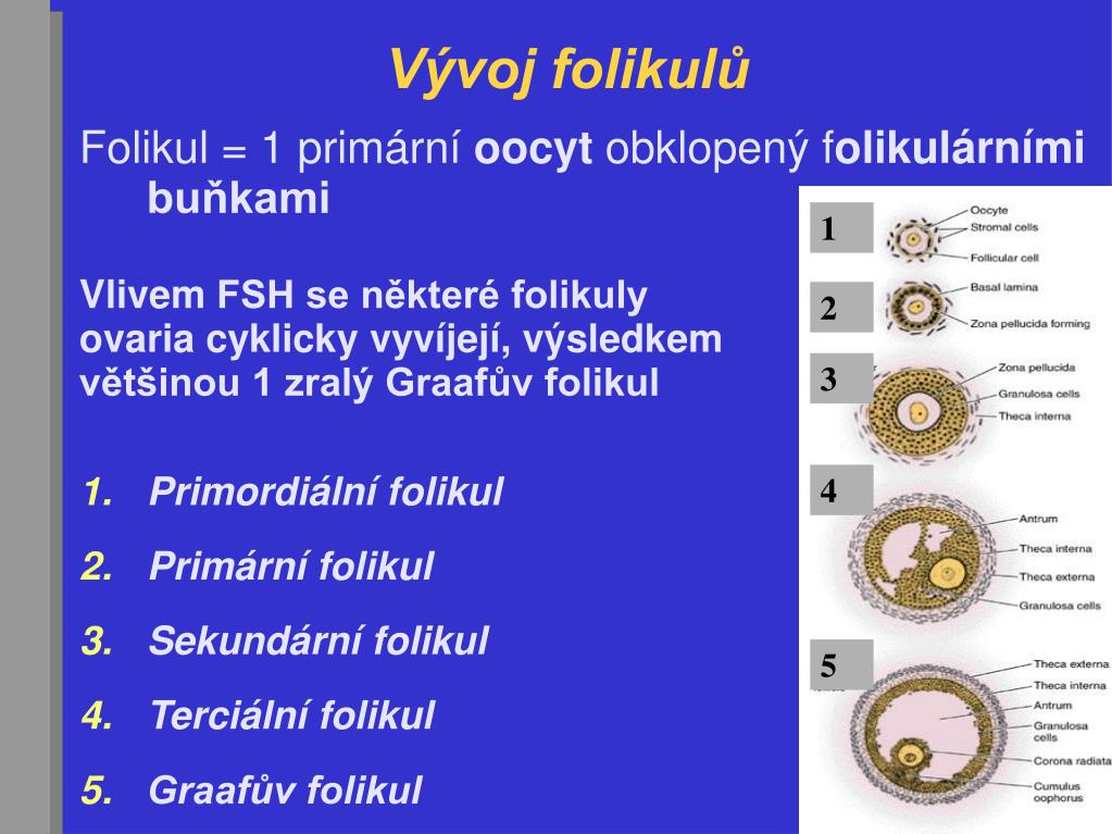 PPT - Mikroskopická anatomie ovaria, vejcovodu a dělohy Ovariální a ...