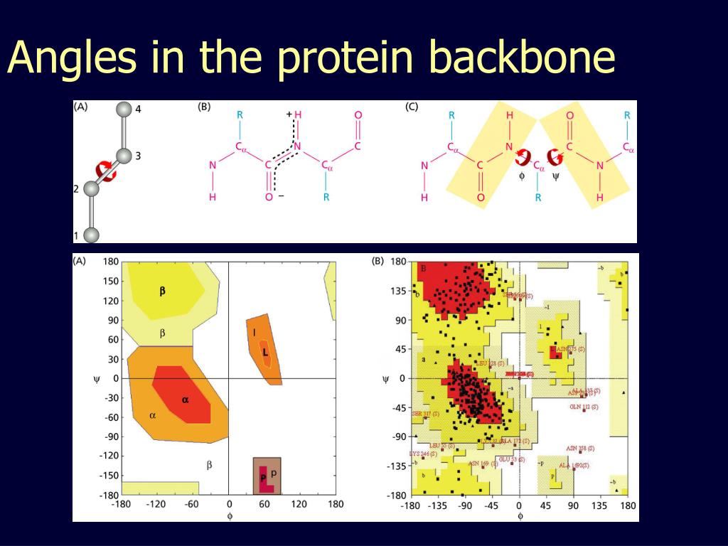 PPT - The Tree of Life according to SSU ribosomal RNA (+) PowerPoint ...