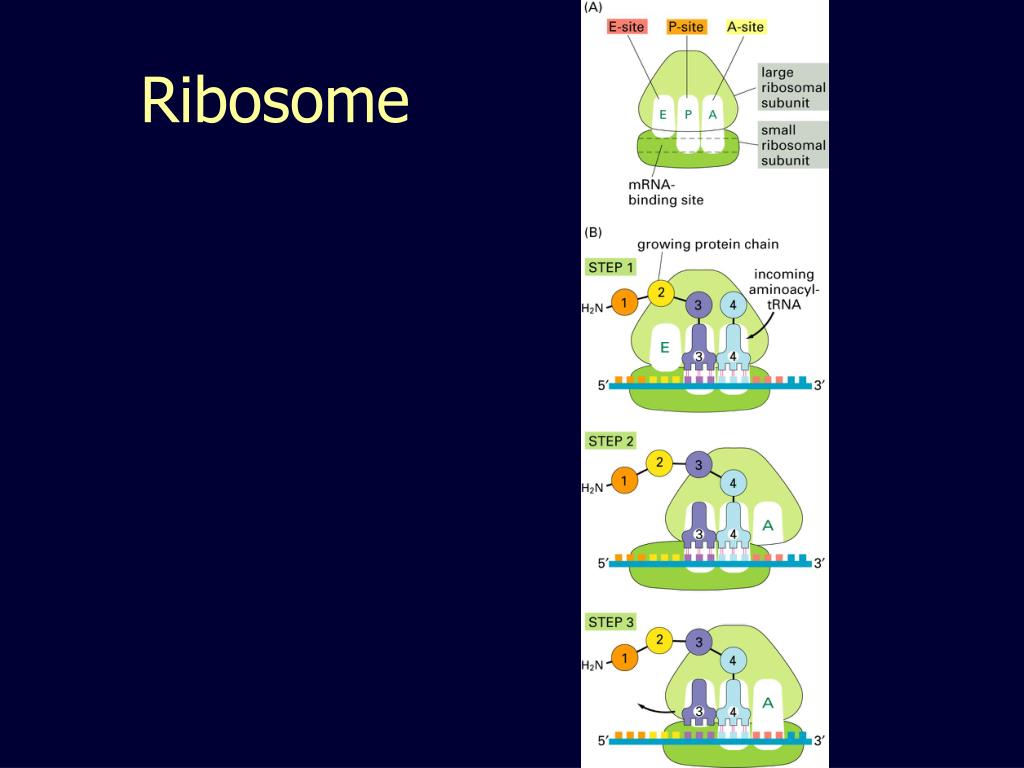 PPT - The Tree of Life according to SSU ribosomal RNA (+) PowerPoint ...