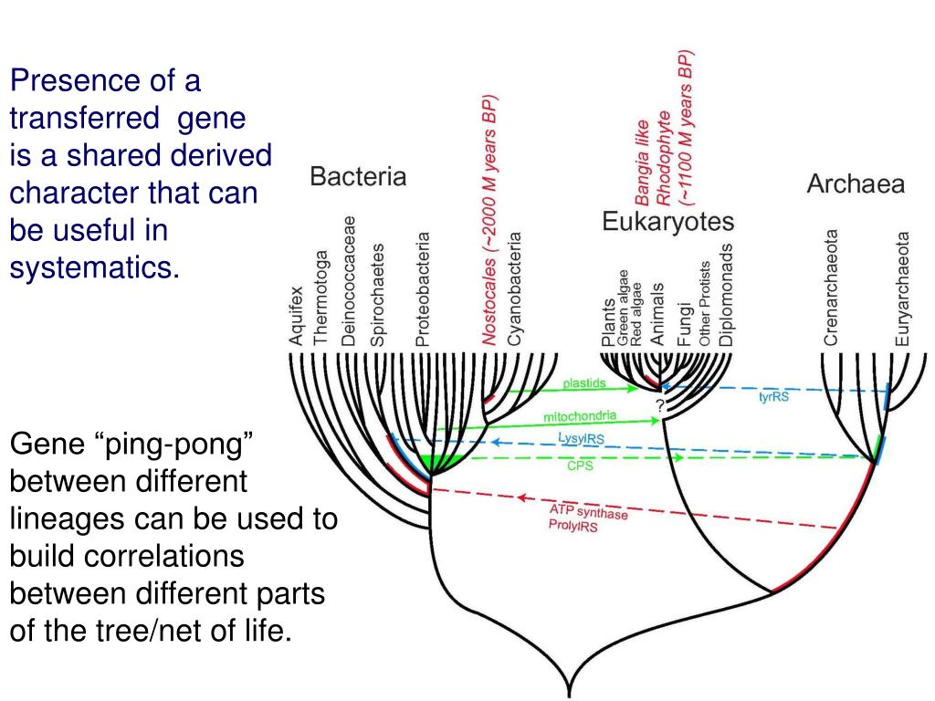PPT - The Tree of Life according to SSU ribosomal RNA (+) PowerPoint ...