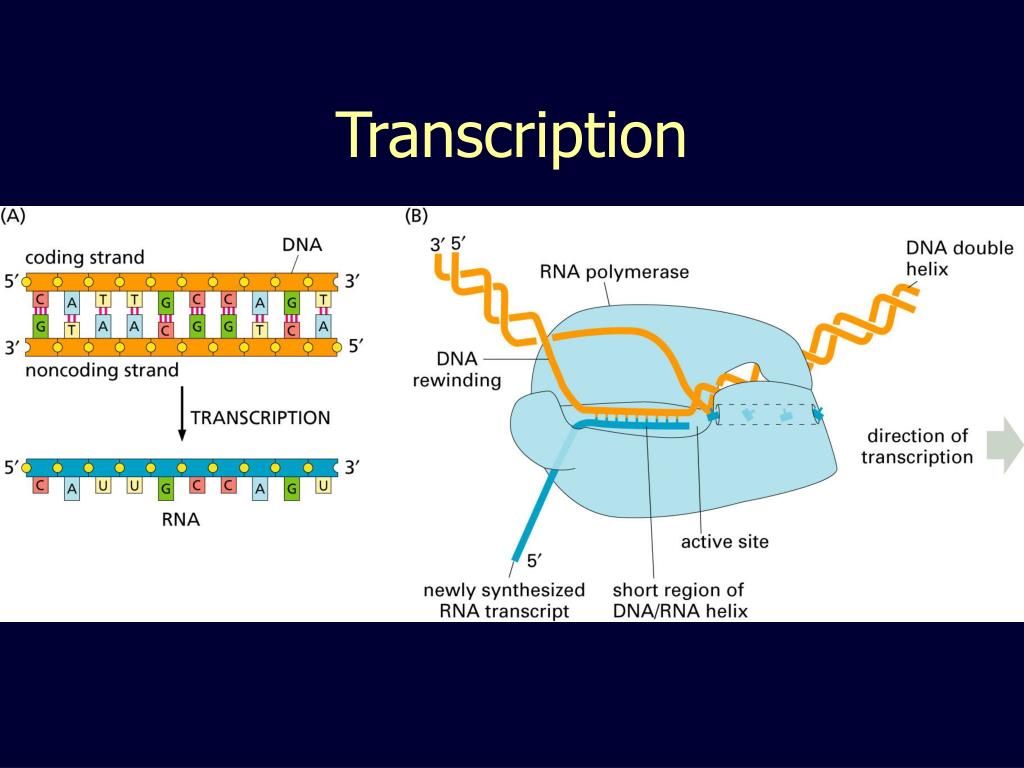 PPT - The Tree of Life according to SSU ribosomal RNA (+) PowerPoint ...