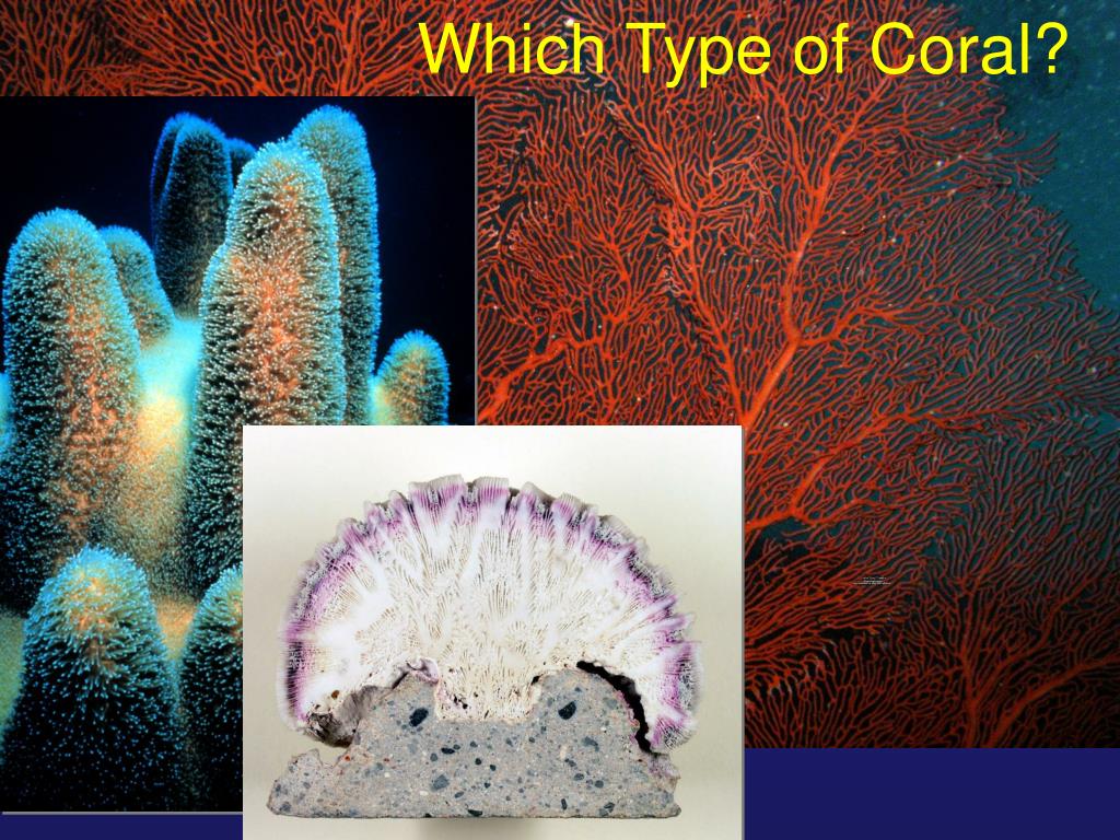 PPT - The Tree of Life according to SSU ribosomal RNA (+) PowerPoint ...