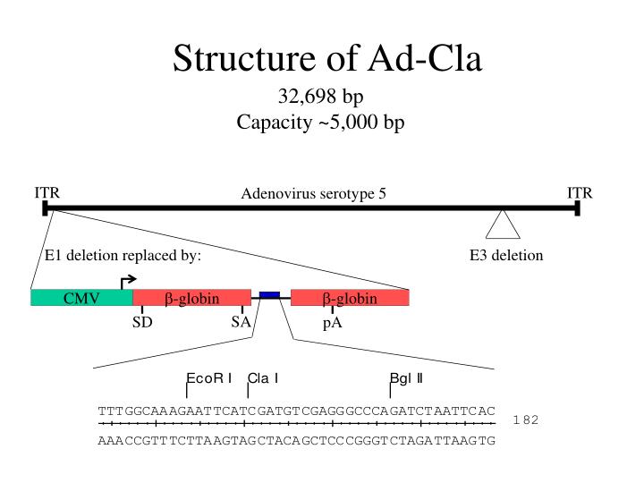 PPT - Structure of Ad-Cla PowerPoint Presentation, free download - ID ...