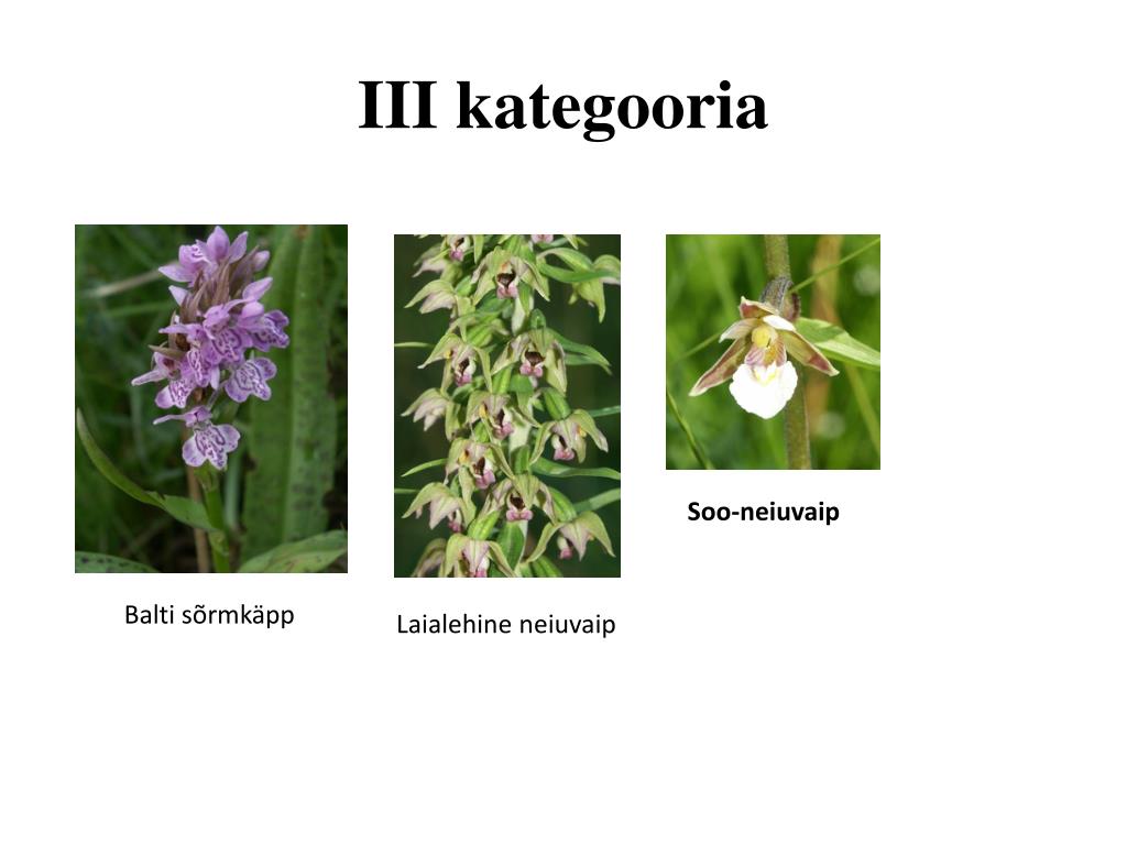 PPT - looduskaitse all olevad liigid Eestis PowerPoint Presentation ...