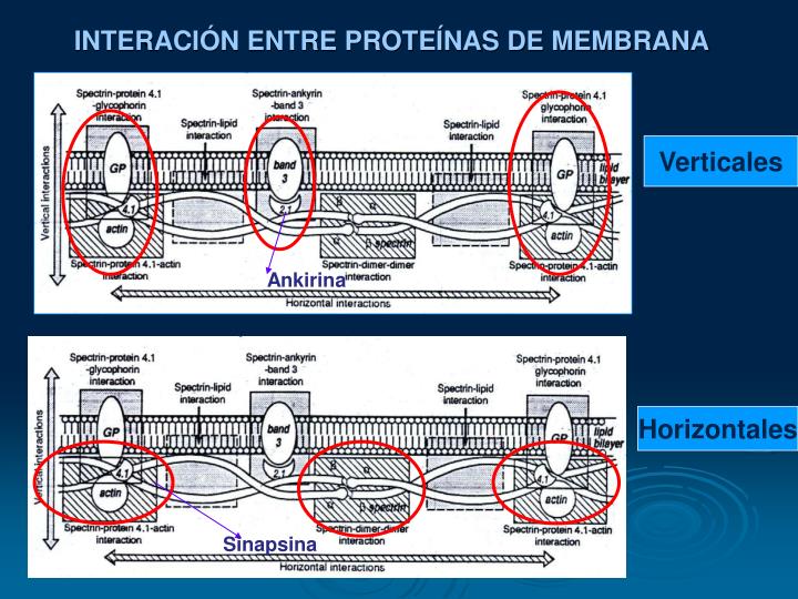 PPT - El ERITROCITO PowerPoint Presentation - ID:3555564