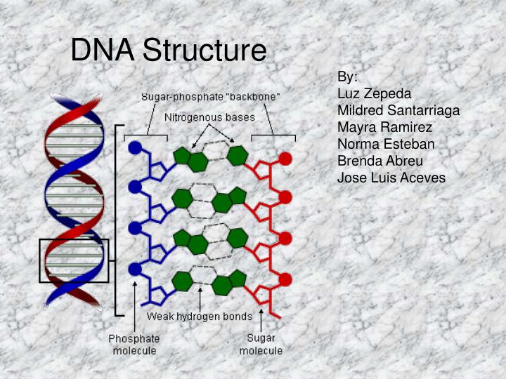 PPT - DNA Structure PowerPoint Presentation, free download - ID:3555876
