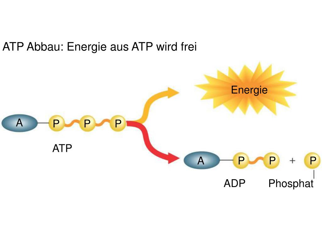 PPT - Zellatmung und Fotosynthese PowerPoint Presentation, free ...