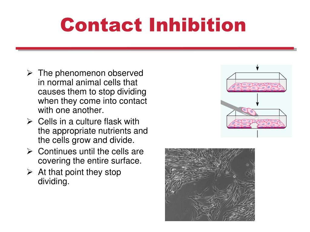 PPT - Plant and Mammalian Tissue Culture PowerPoint Presentation, free ...