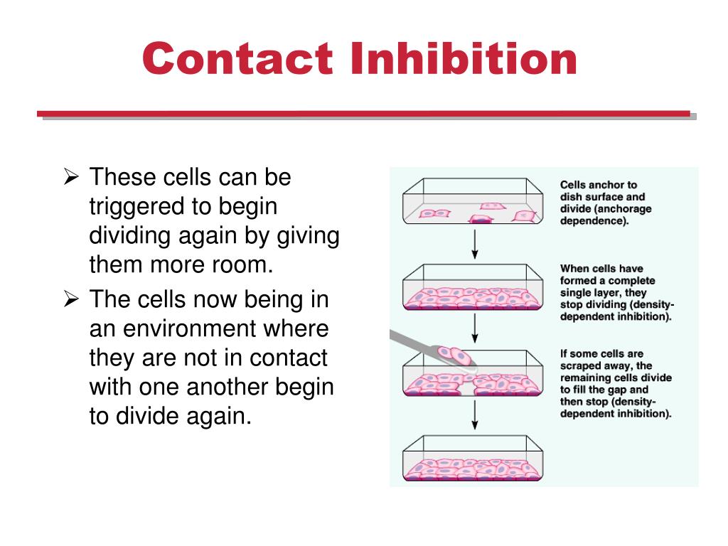 PPT - Plant and Mammalian Tissue Culture PowerPoint Presentation, free ...