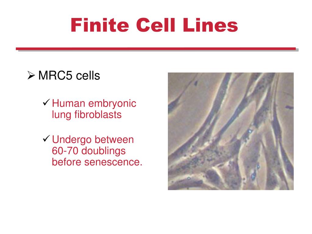PPT - Plant and Mammalian Tissue Culture PowerPoint Presentation, free ...