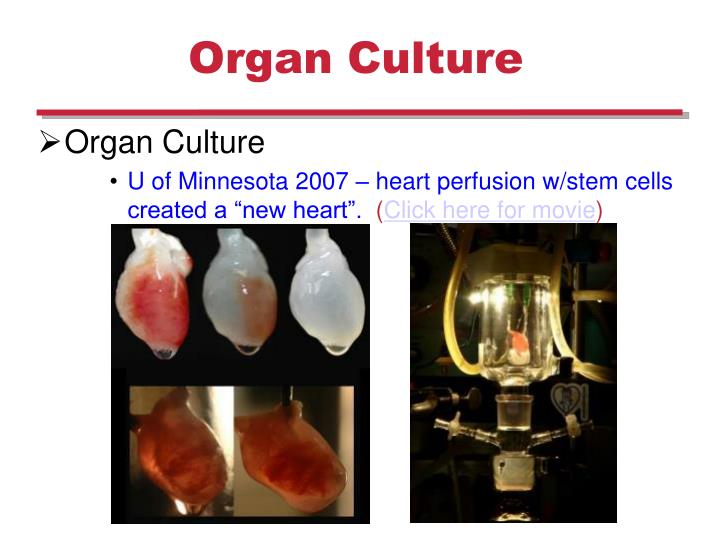 PPT - Plant and Mammalian Tissue Culture PowerPoint Presentation - ID ...
