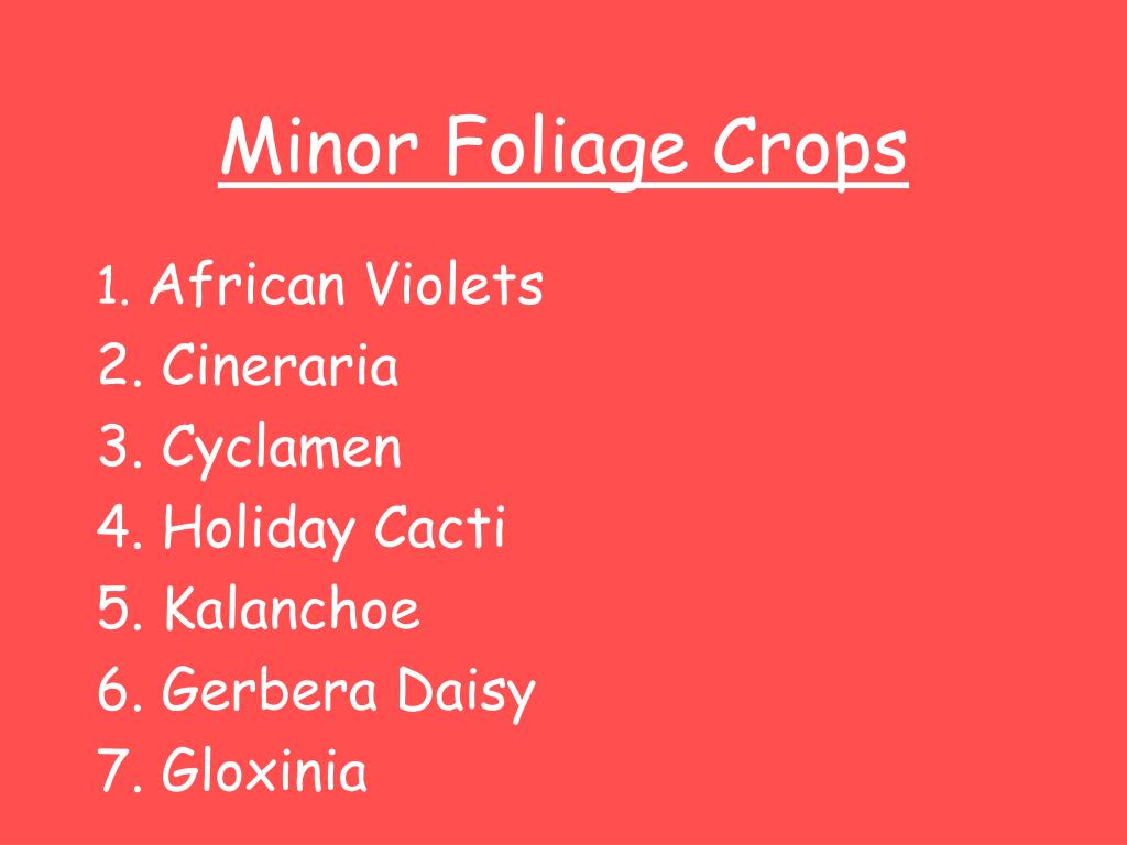 PPT - Topic #2172 Foliage Plants Focus on Poinsettias PowerPoint ...
