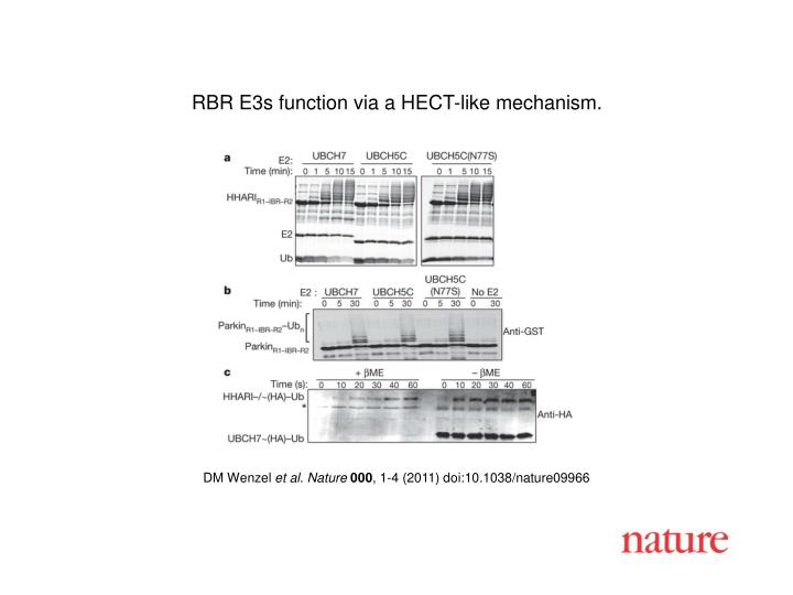 PPT - DM Wenzel et al . Nature 000 , 1 - 4 (2011) doi:10.1038 ...