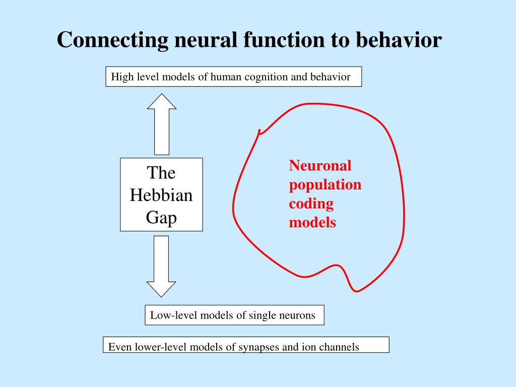 Ppt Connectionist Models The Briefest Course Powerpoint Presentation