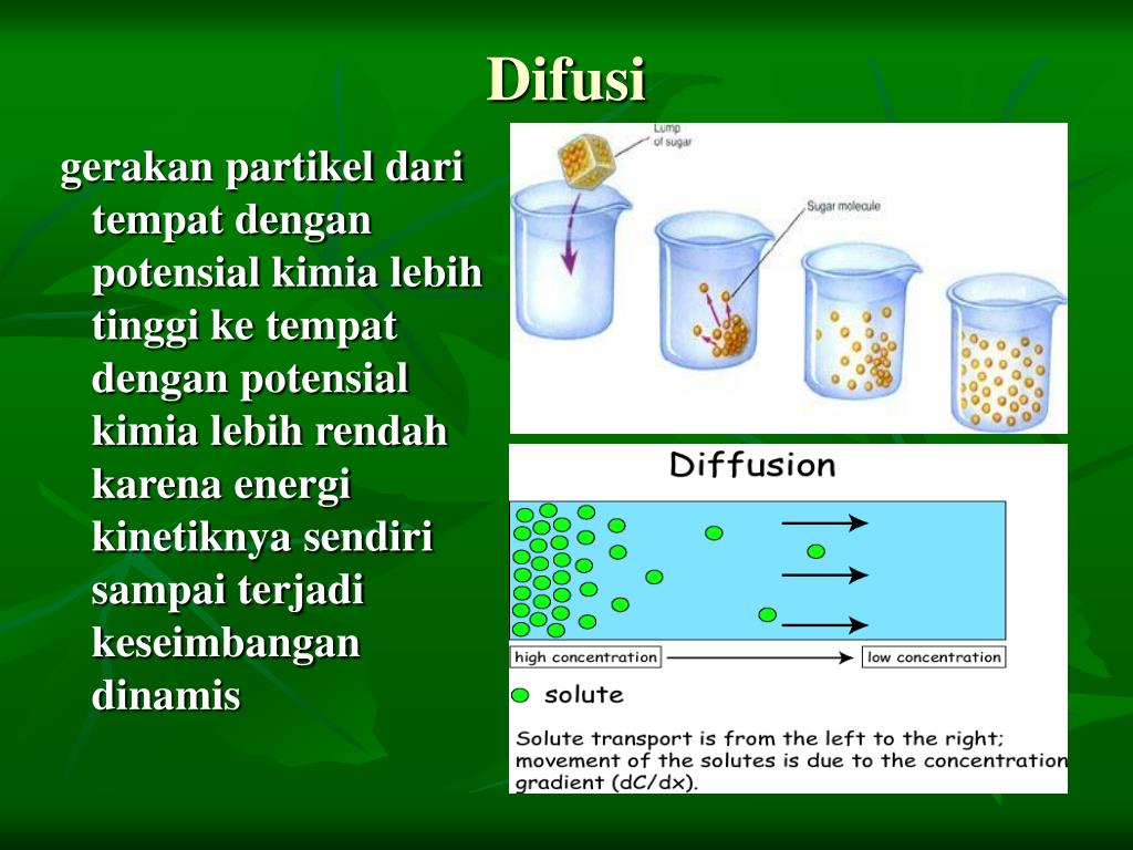 PPT - Dasar-dasar Fisiologi Tumbuhan PowerPoint Presentation, free ...