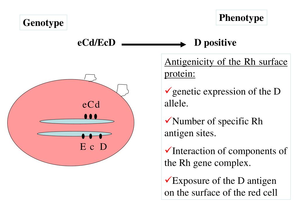 PPT - Alloimmune Hemolytic Disease Of The Fetus / Newborn: Rh ...