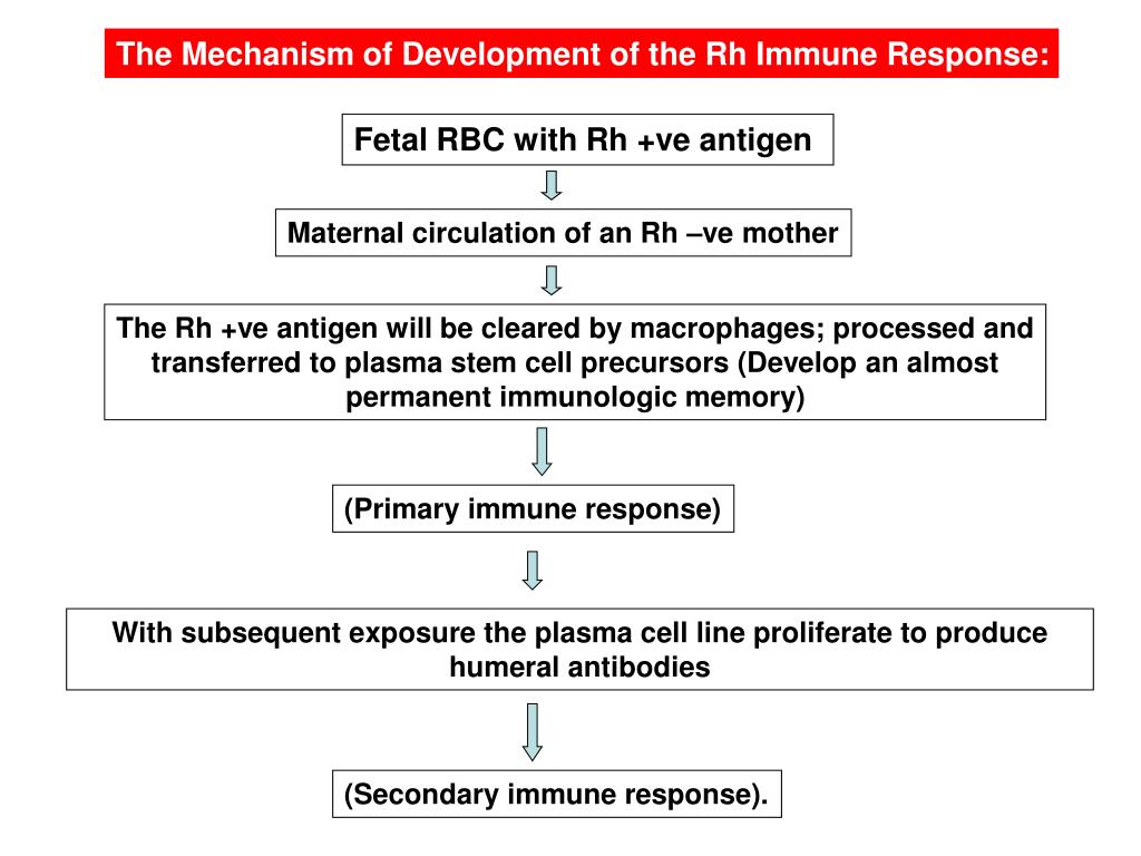 PPT - Alloimmune Hemolytic Disease Of The Fetus / Newborn: Rh ...