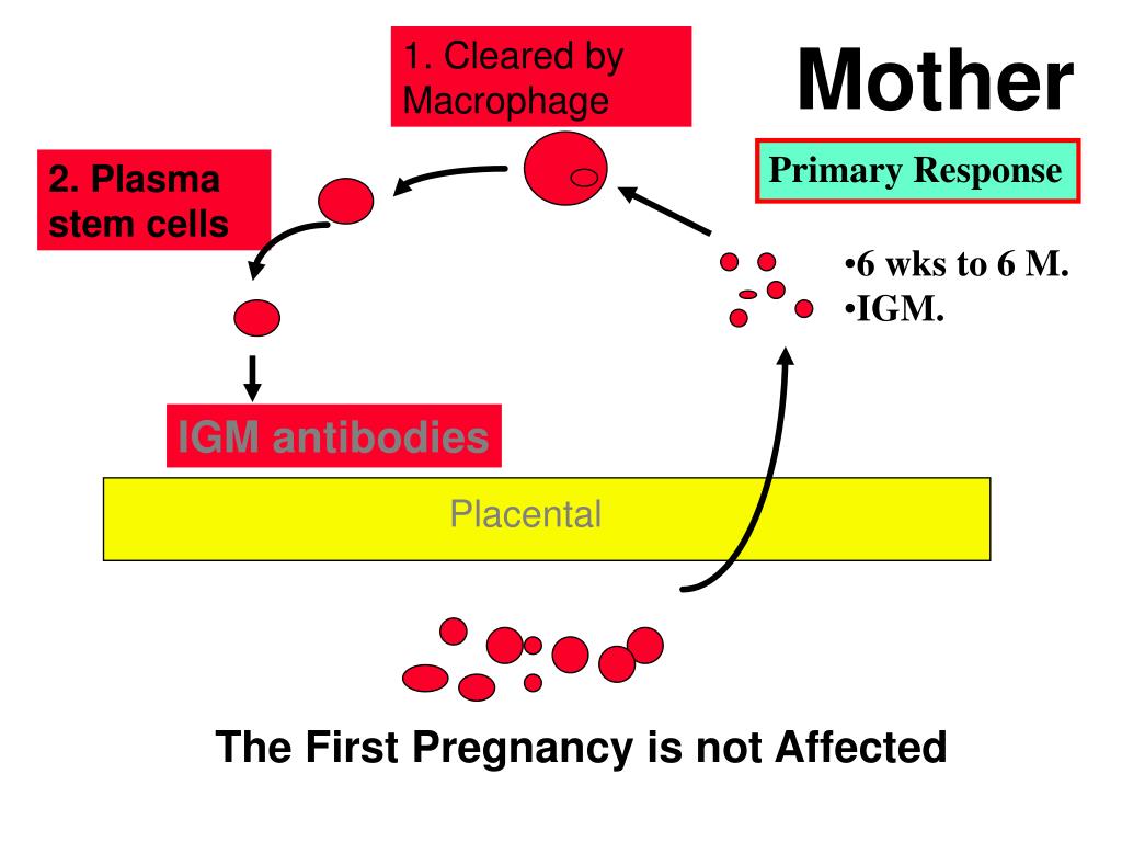 PPT - Alloimmune Hemolytic Disease Of The Fetus / Newborn: Rh ...