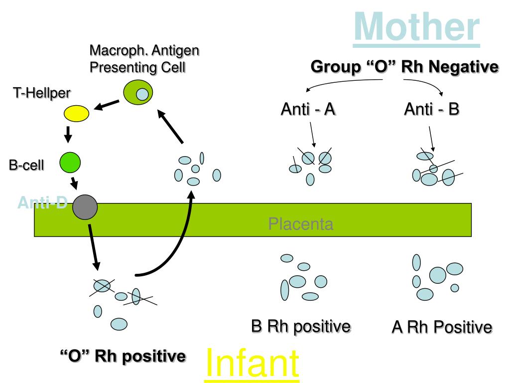 PPT - Alloimmune Hemolytic Disease Of The Fetus / Newborn: Rh Isoimmunization PowerPoint ...