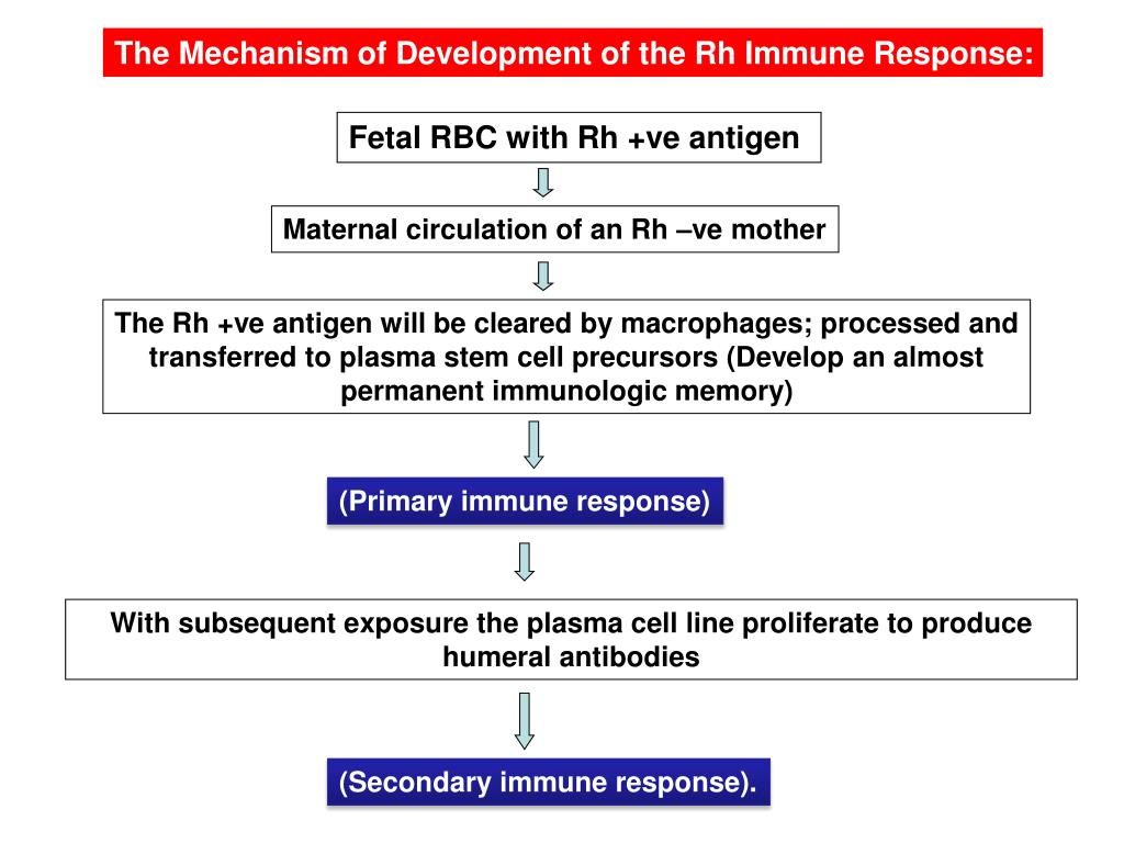 PPT - Alloimmune Hemolytic Disease Of The Fetus / Newborn: Rh ...