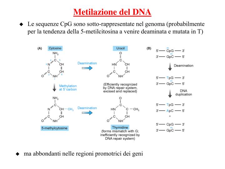 PPT - Metilazione del DNA PowerPoint Presentation - ID:3558358