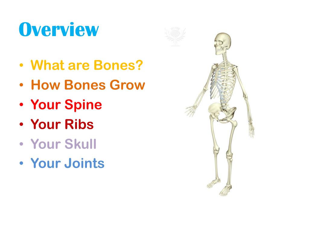 PPT - The Skeletal System PowerPoint Presentation, free download - ID ...