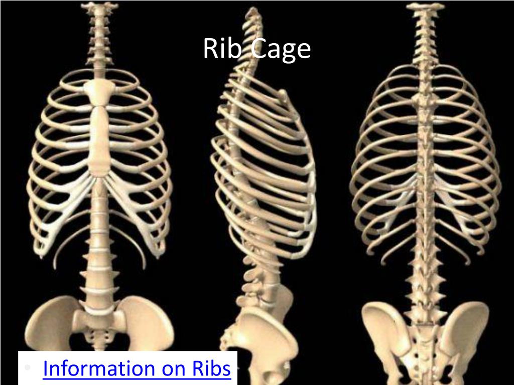 PPT - The Skeletal System PowerPoint Presentation, free download - ID ...