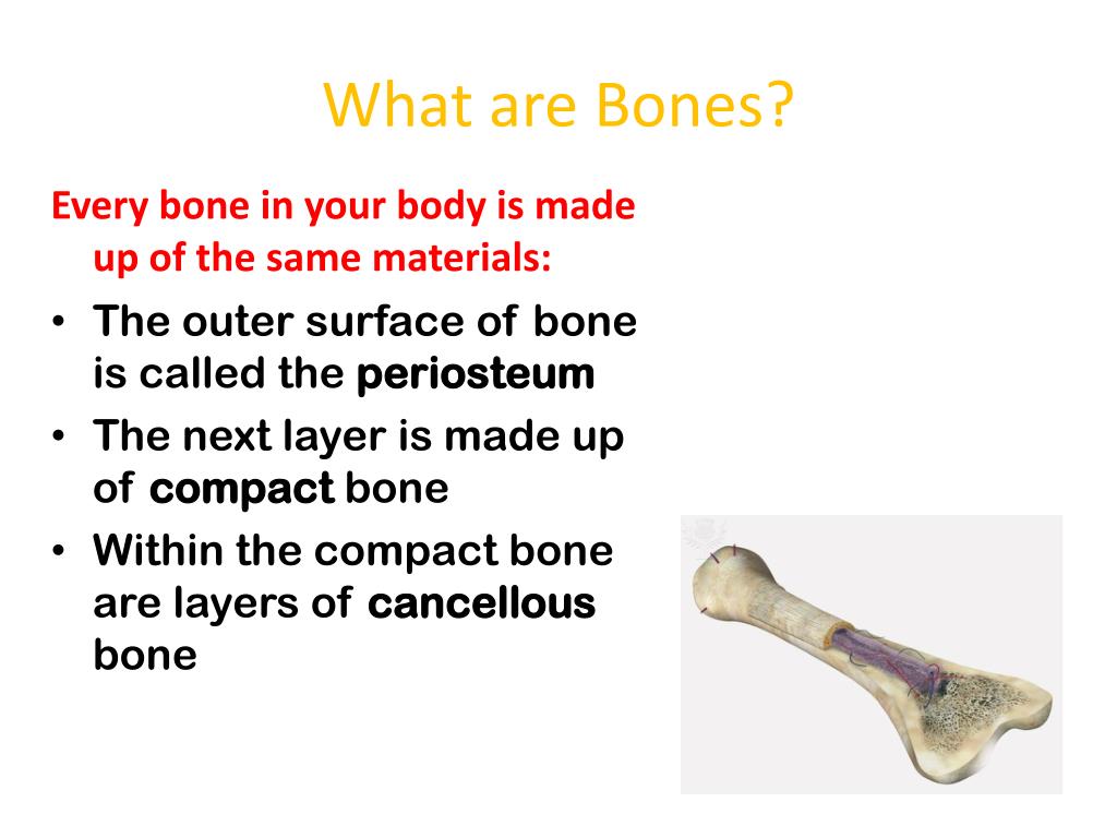 PPT - The Skeletal System PowerPoint Presentation, free download - ID ...