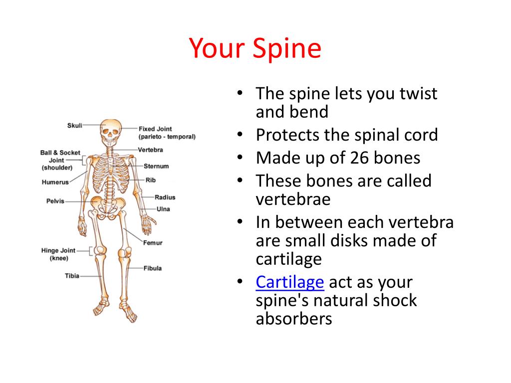 PPT - The Skeletal System PowerPoint Presentation, free download - ID ...