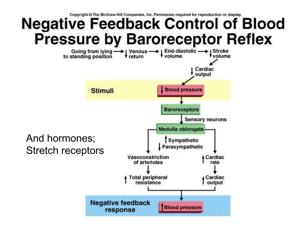 PPT - Regulation of cardiac activity Cardiac output Blood flow Blood ...
