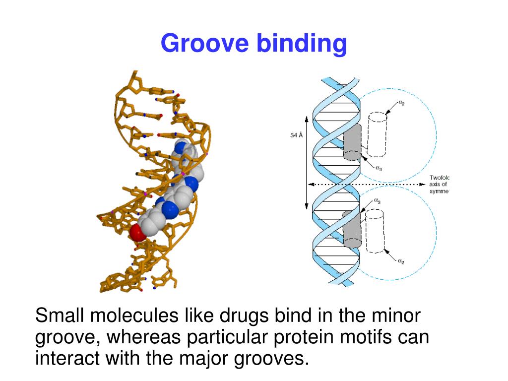 PPT - Chapter 3 Structures and Functions of Nucleic Acids PowerPoint ... PPT - Chapter 3 Structures and Functions of Nucleic Acids PowerPoint ...