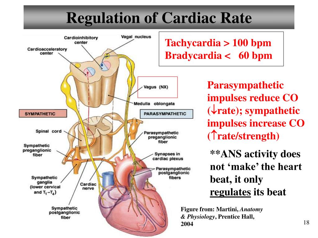 Ppt Review Slides For Aandp Ii Lecture Exam 1 Powerpoint Presentation