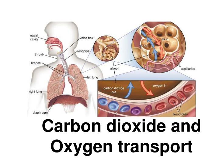 PPT - Carbon dioxide and Oxygen transport PowerPoint Presentation - ID ... PPT - Carbon dioxide and Oxygen transport PowerPoint Presentation - ID ...